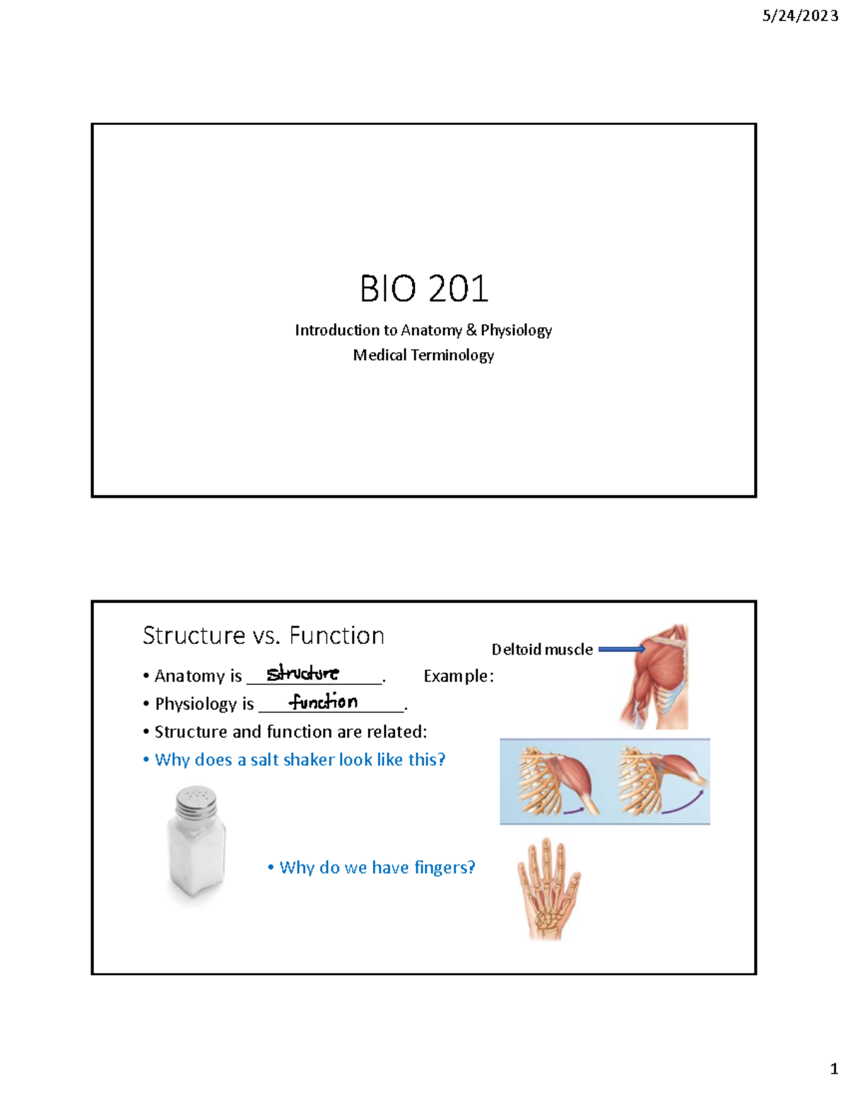 BIO 201 Final Exam Study Guide: Anatomy & Physiology Overview - Studocu