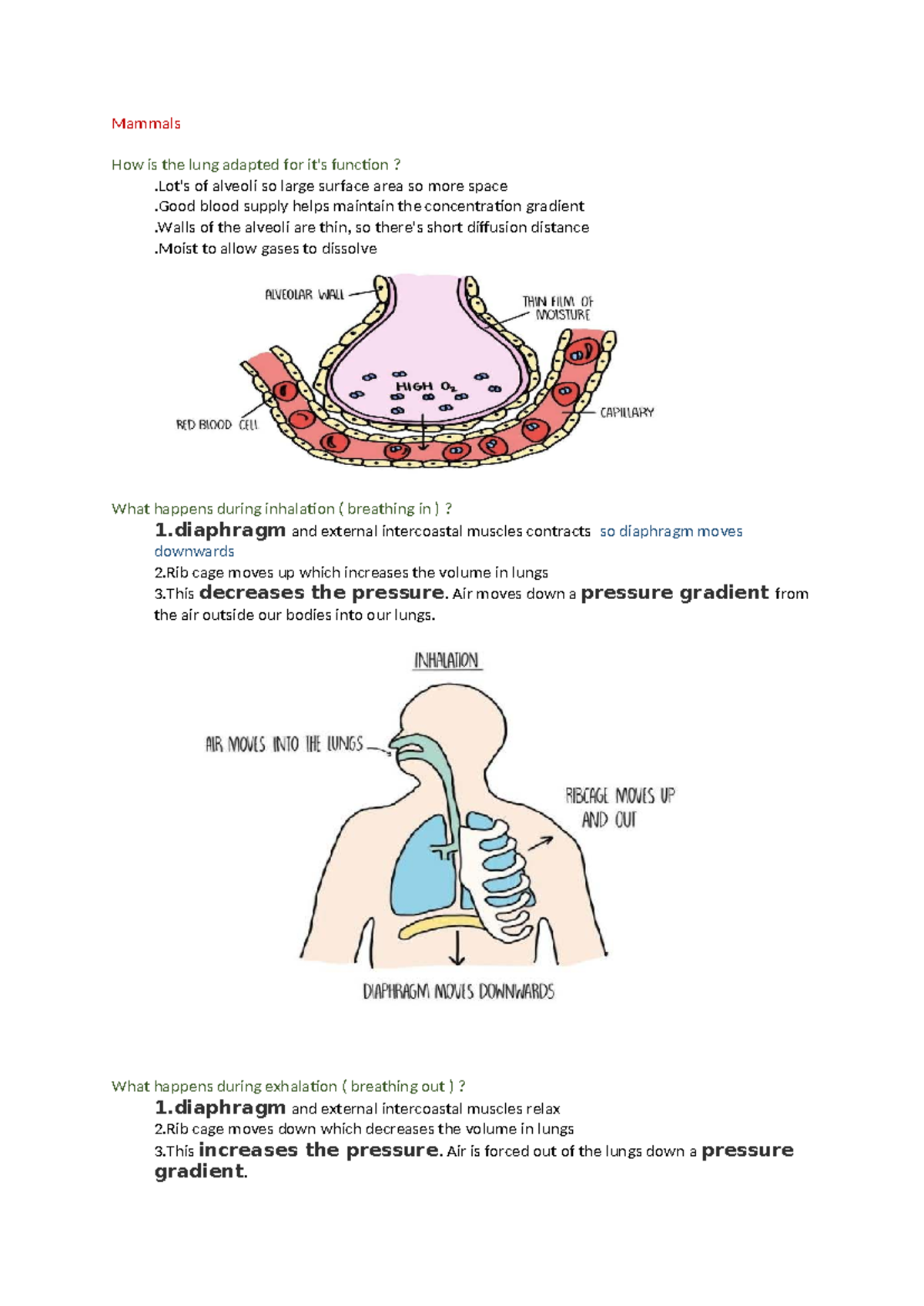 Gas Exchange in Mammals and Insects: Adaptations and Mechanisms - Studocu