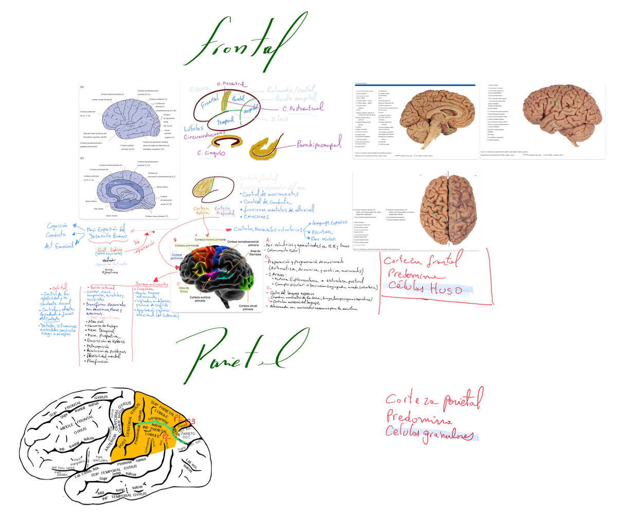 Repaso de Neuroanatomía: Funciones Corticales y Estructuras Clave - Studocu