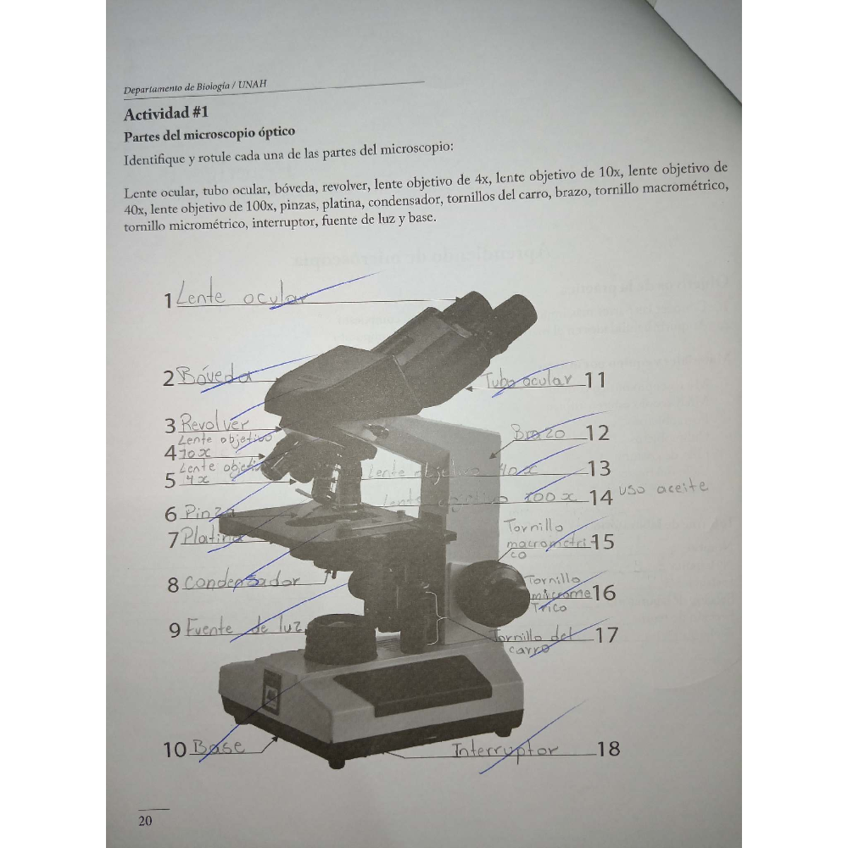 Práctica 1: Partes del Microscopio Óptico y Estereoscópico - Biología ...