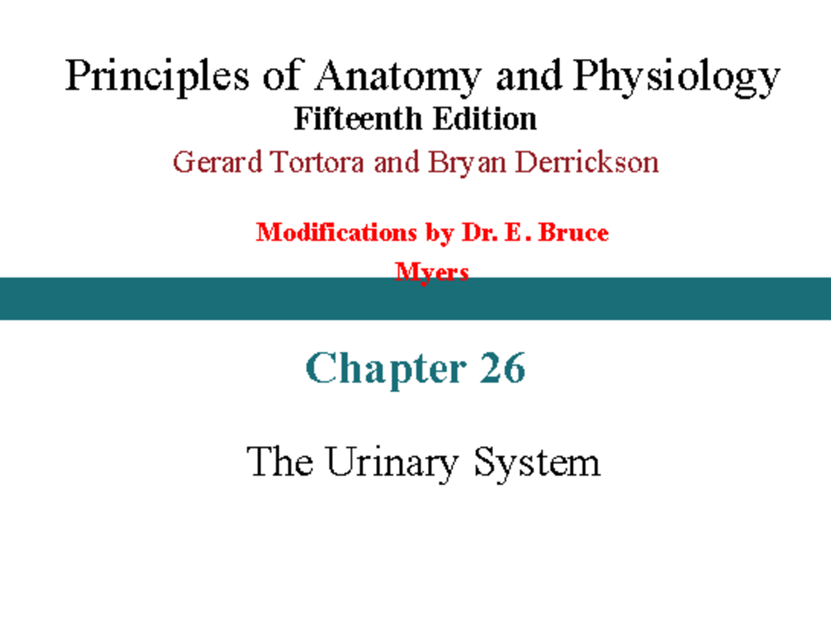 Chapter 26 The Urinary System - Principles of Anatomy and Physiology ...