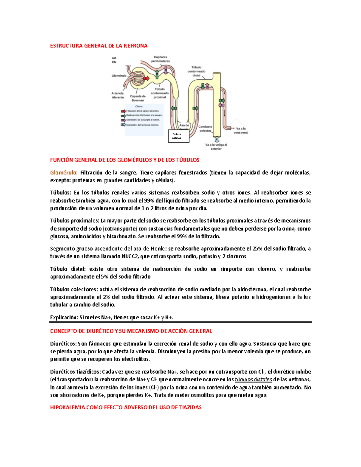 Bioquímica de la Nefrona: Estructura y Funciones Clave - Studocu