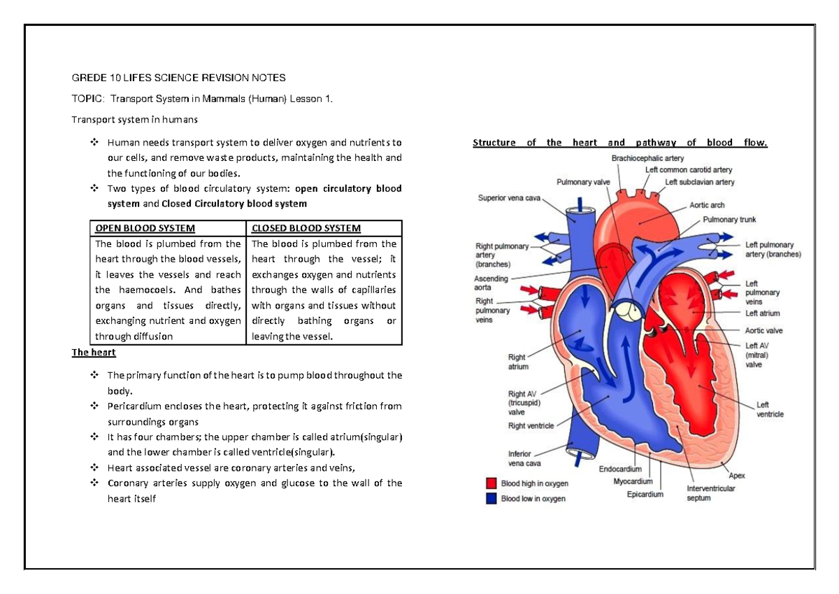 Gr10 Life Sciences: Lesson 1 Summary on Human Transport System - Studocu