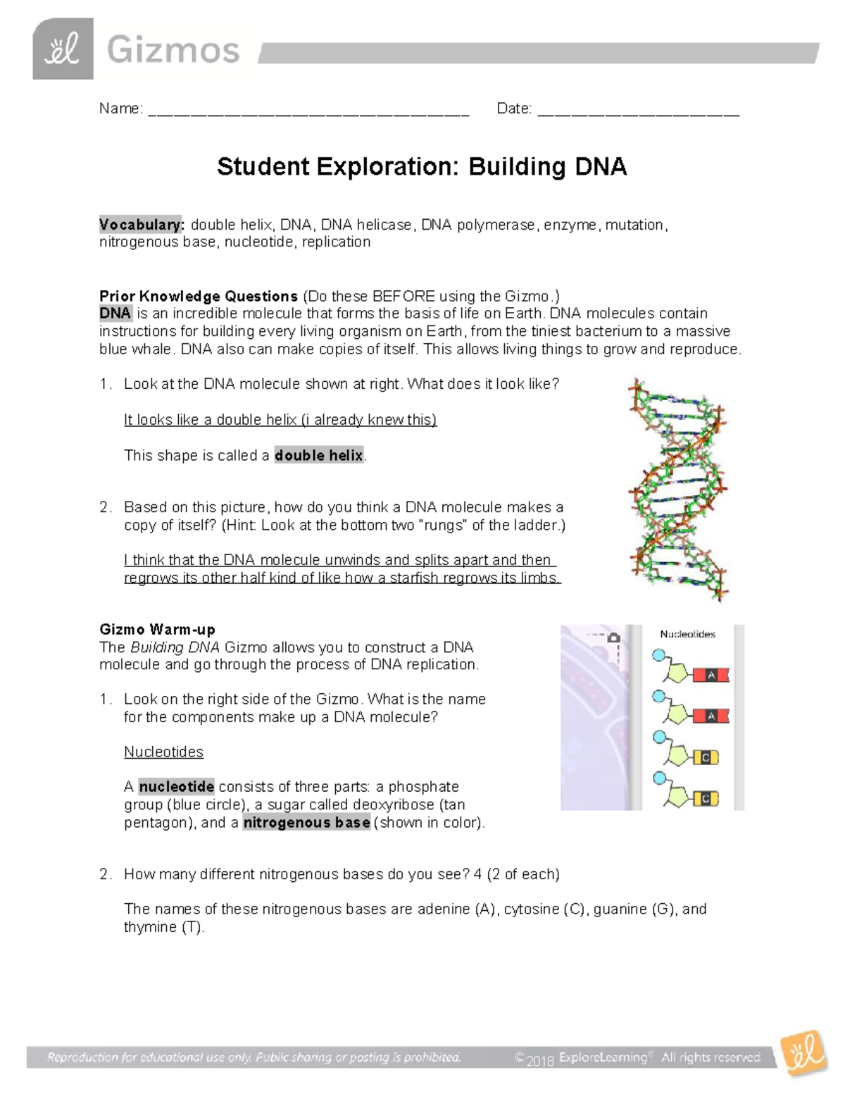 Exploring DNA Structure and Replication: Student Activity for Gizmo ...