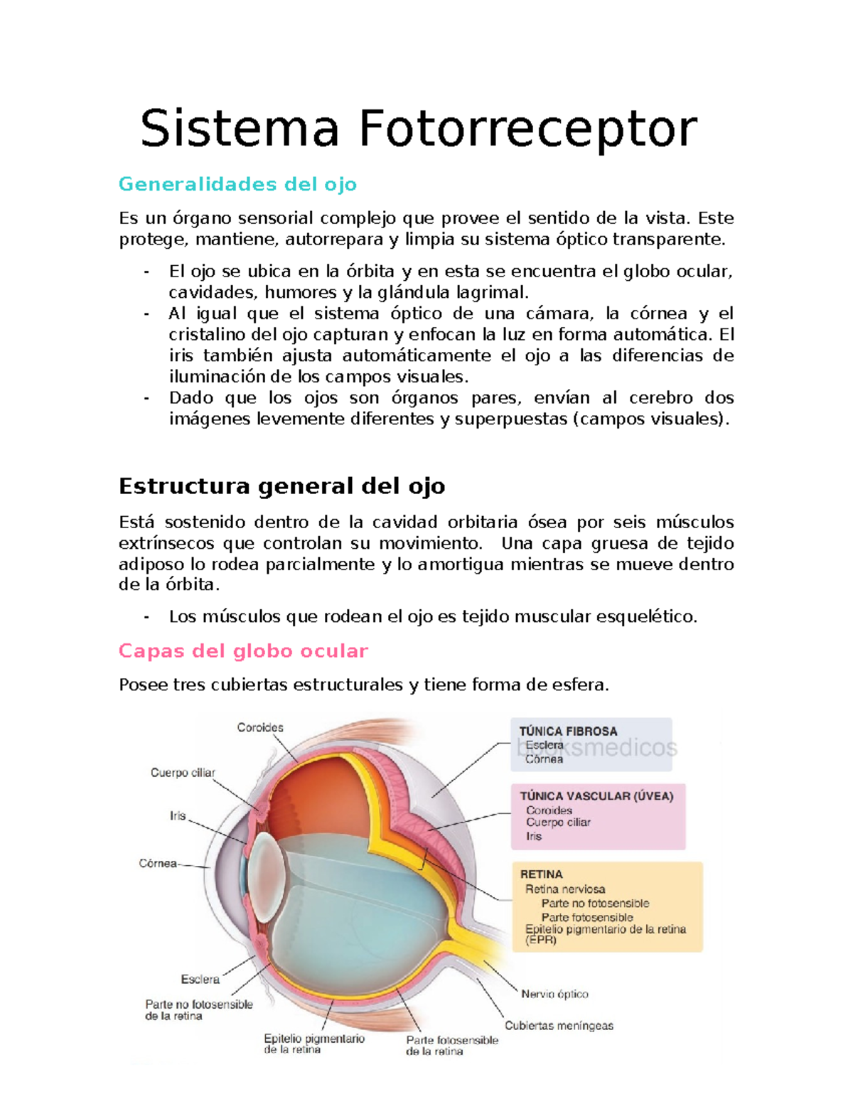 Sistema Fotorreceptor y Estructura del Ojo: Resumen Completo - Studocu