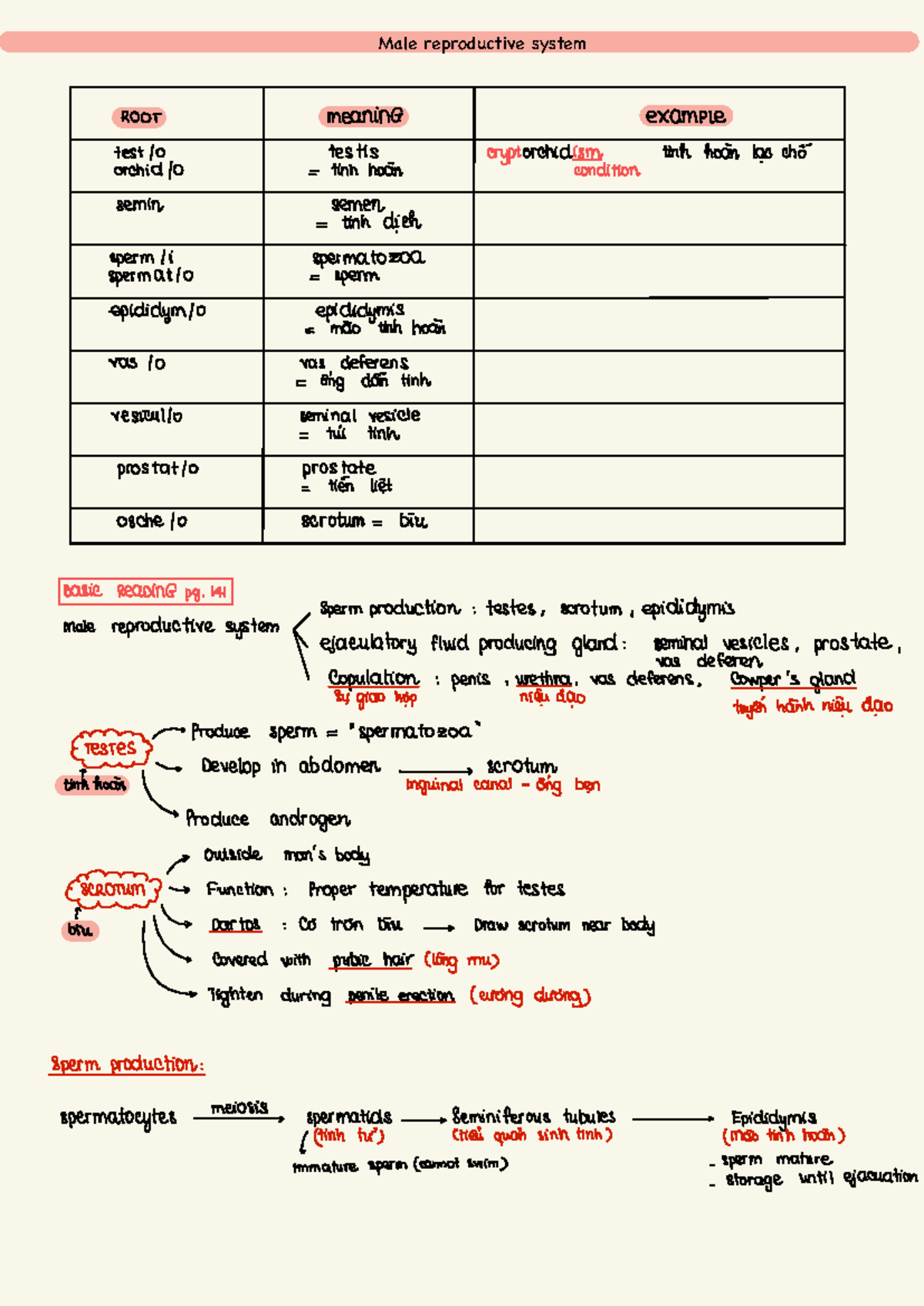 Male Reproductive System: Test Review & Key Concepts - Studocu
