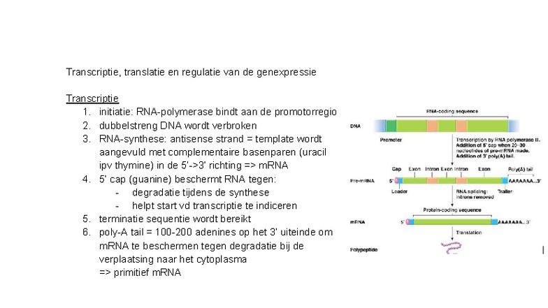 Samenvatting van Transcriptie, Translatie en Regulatie van Genexpressie ...