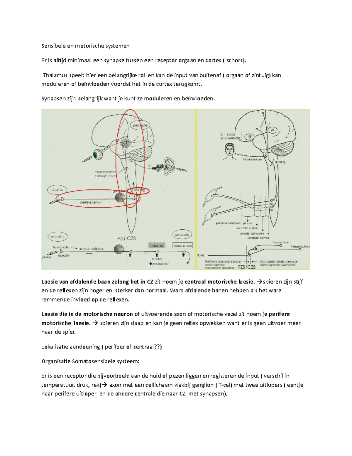 Sensibele en Motorische Systemen: Een Overzicht van Synapsen en Laesies ...