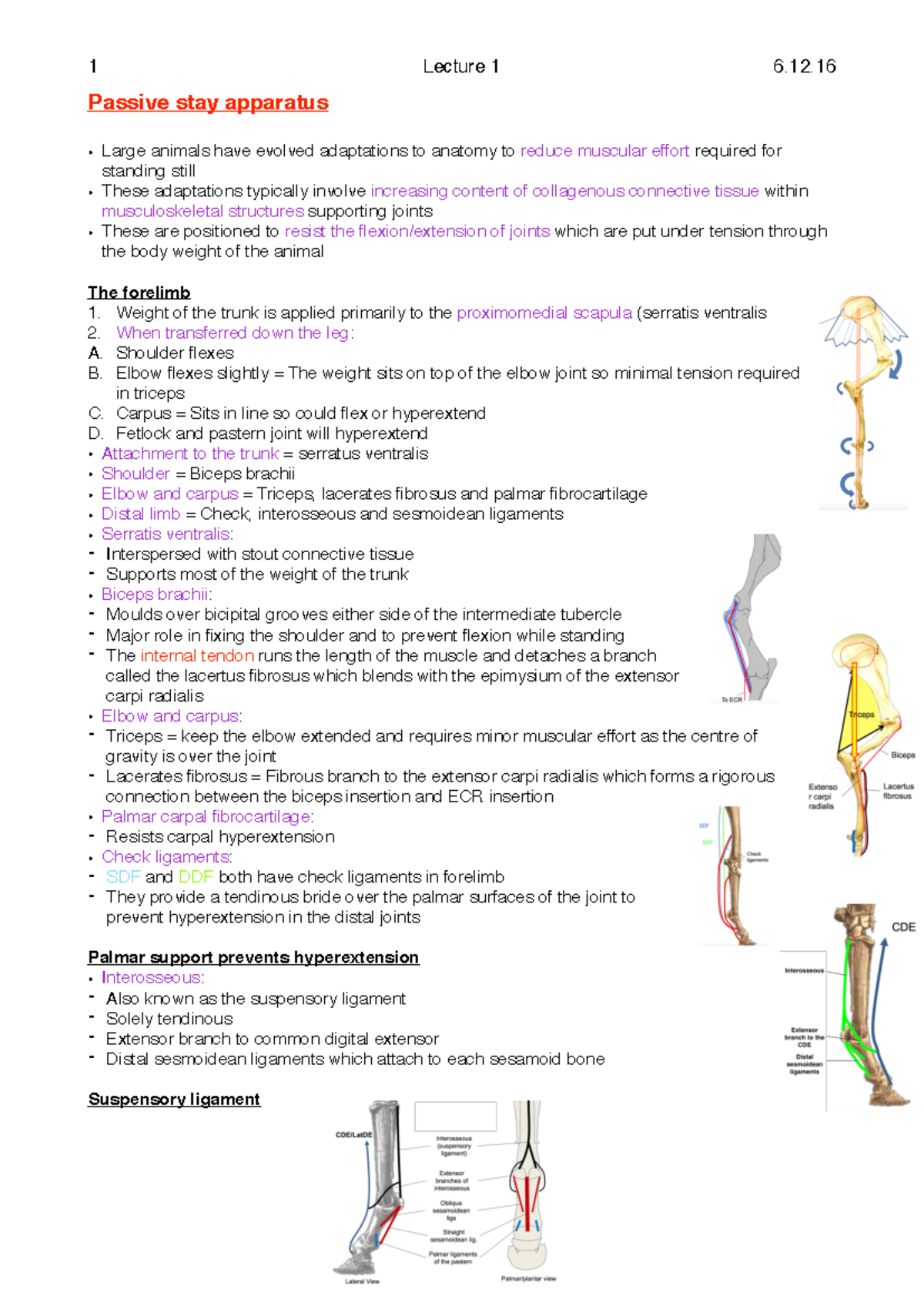 Lecture 1: Passive Stay Apparatus in Equine Anatomy (6.12) - Studocu