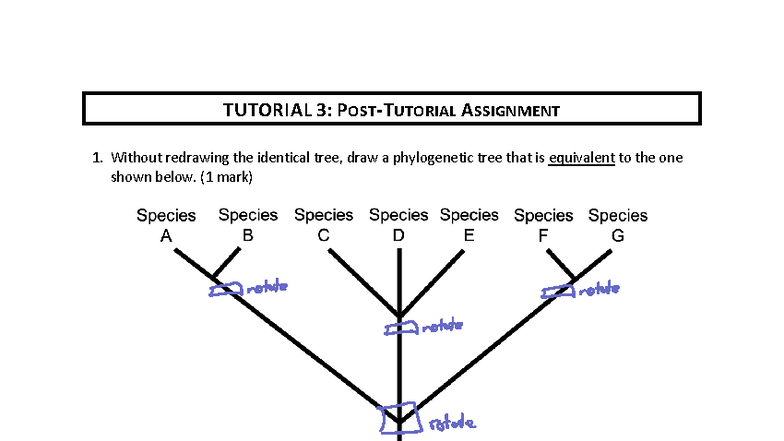 Post-Tutorial 3 Assignment F25: Phylogenetic Tree Analysis - Studocu