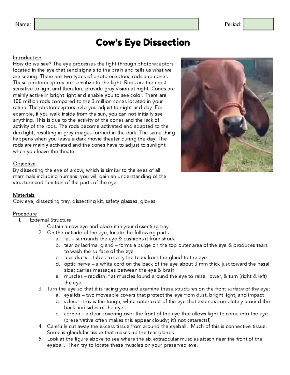 Copy of Cow's Eye Dissection (2023) - Name: Period: Cow’s Eye ...