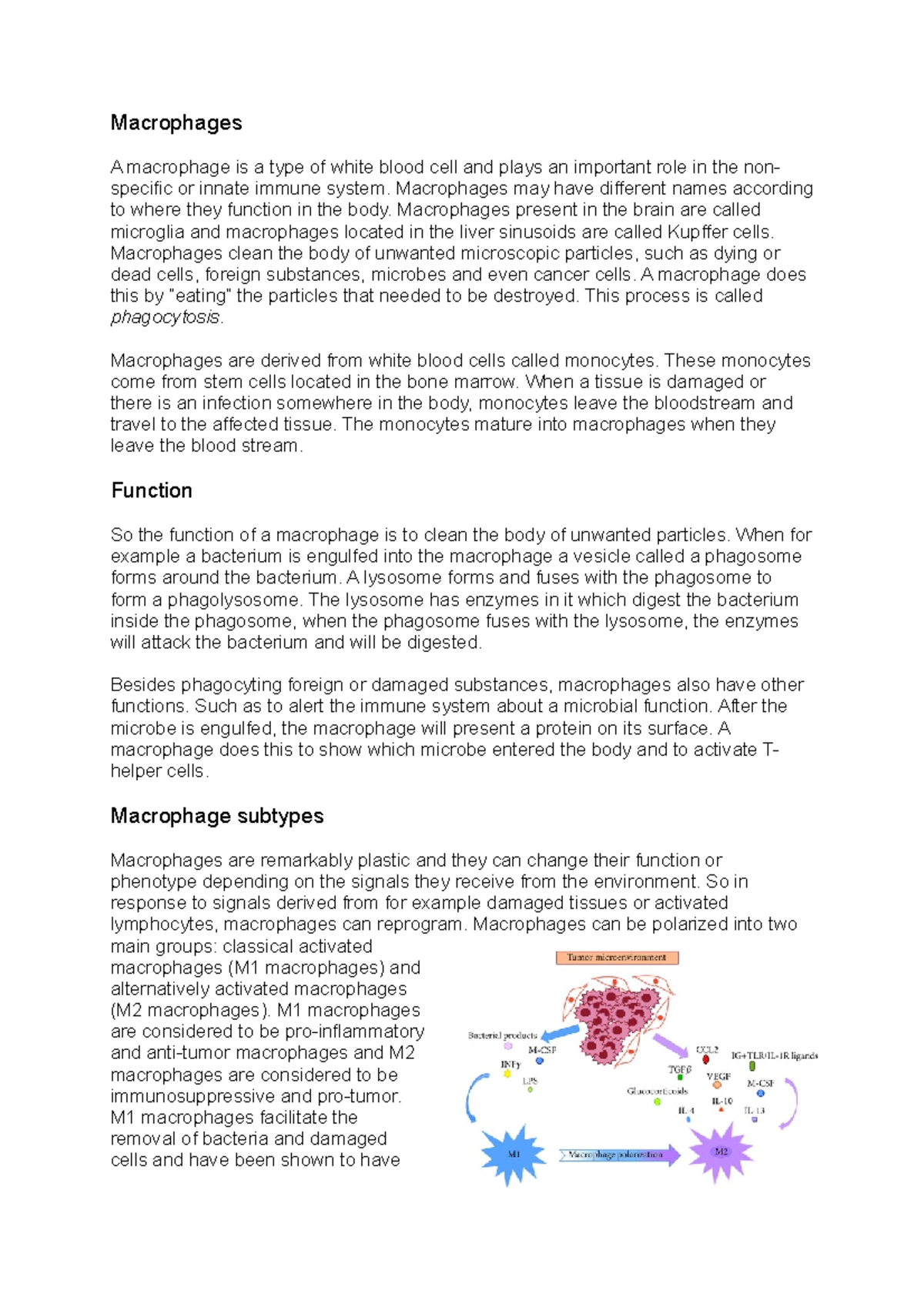 Macrophages: Roles, Subtypes, and Functions in Immunity and Disease ...
