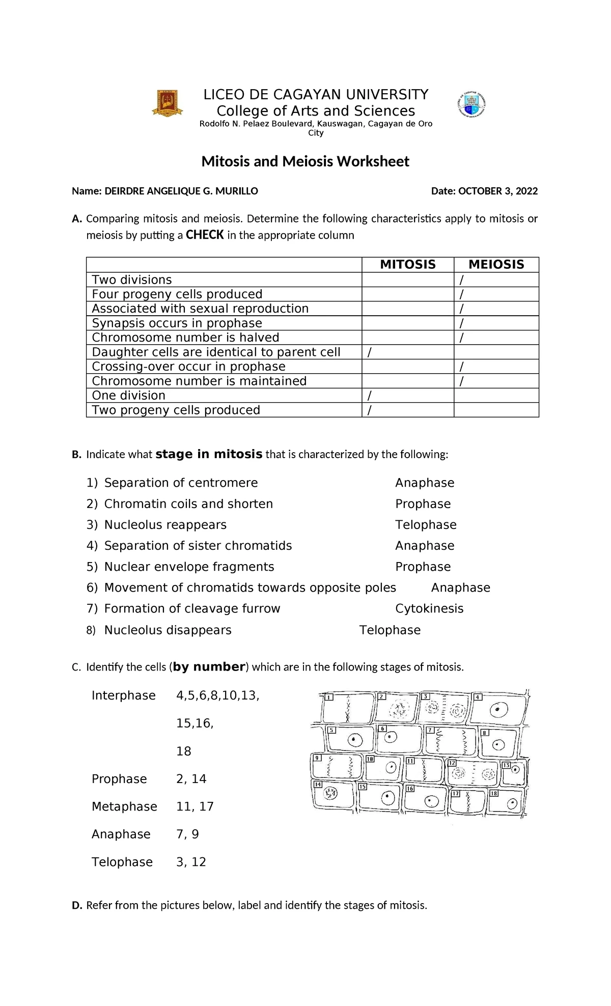 LAB Exercises: Understanding Meiosis and Its Stages - Studocu