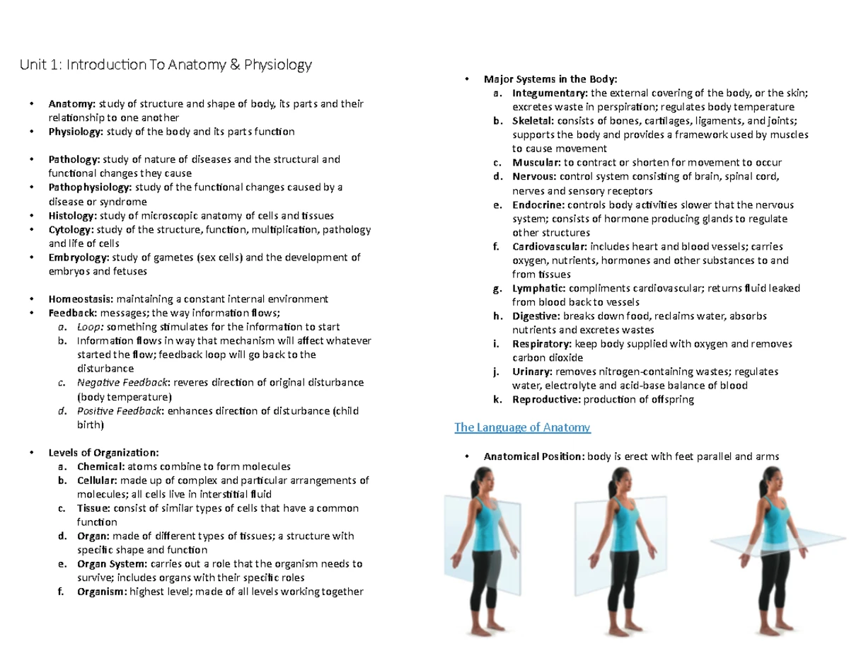 ANAT 1053 Test 2 - The Nervous System Part 2, The Respiratory System ...