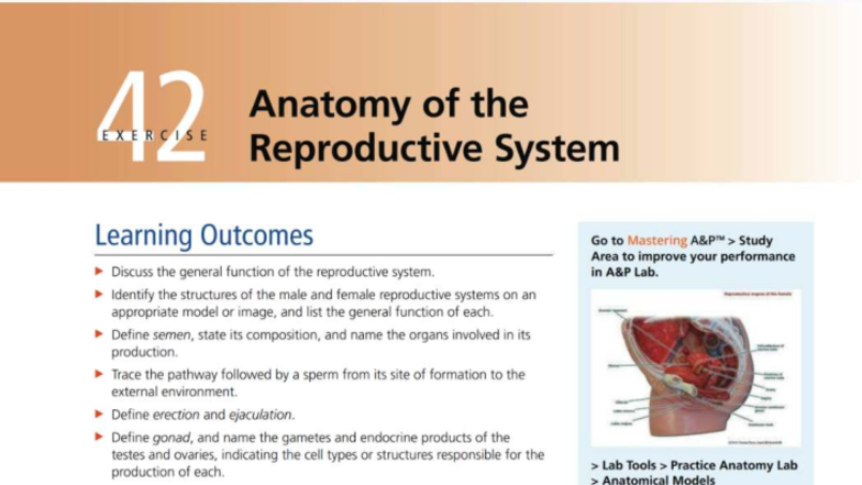 Prelab EX 42 - Anatomy of the Reproductive System Review Sheet - Studocu