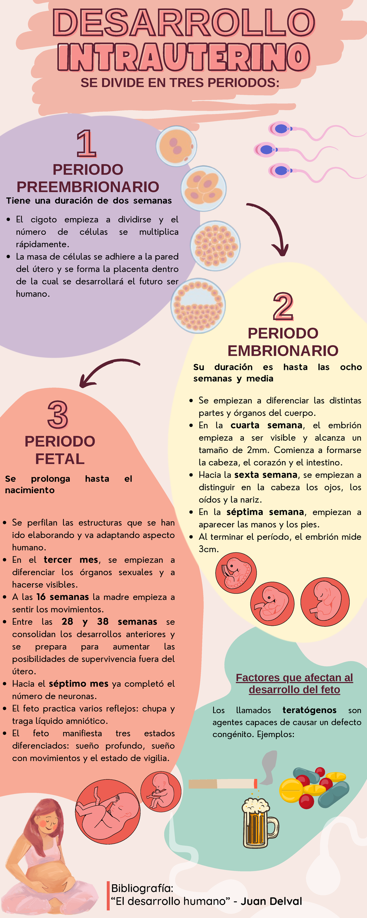 Desarrollo - 22 PERIODO EMBRIONARIO El cigoto empieza a dividirse y el ...