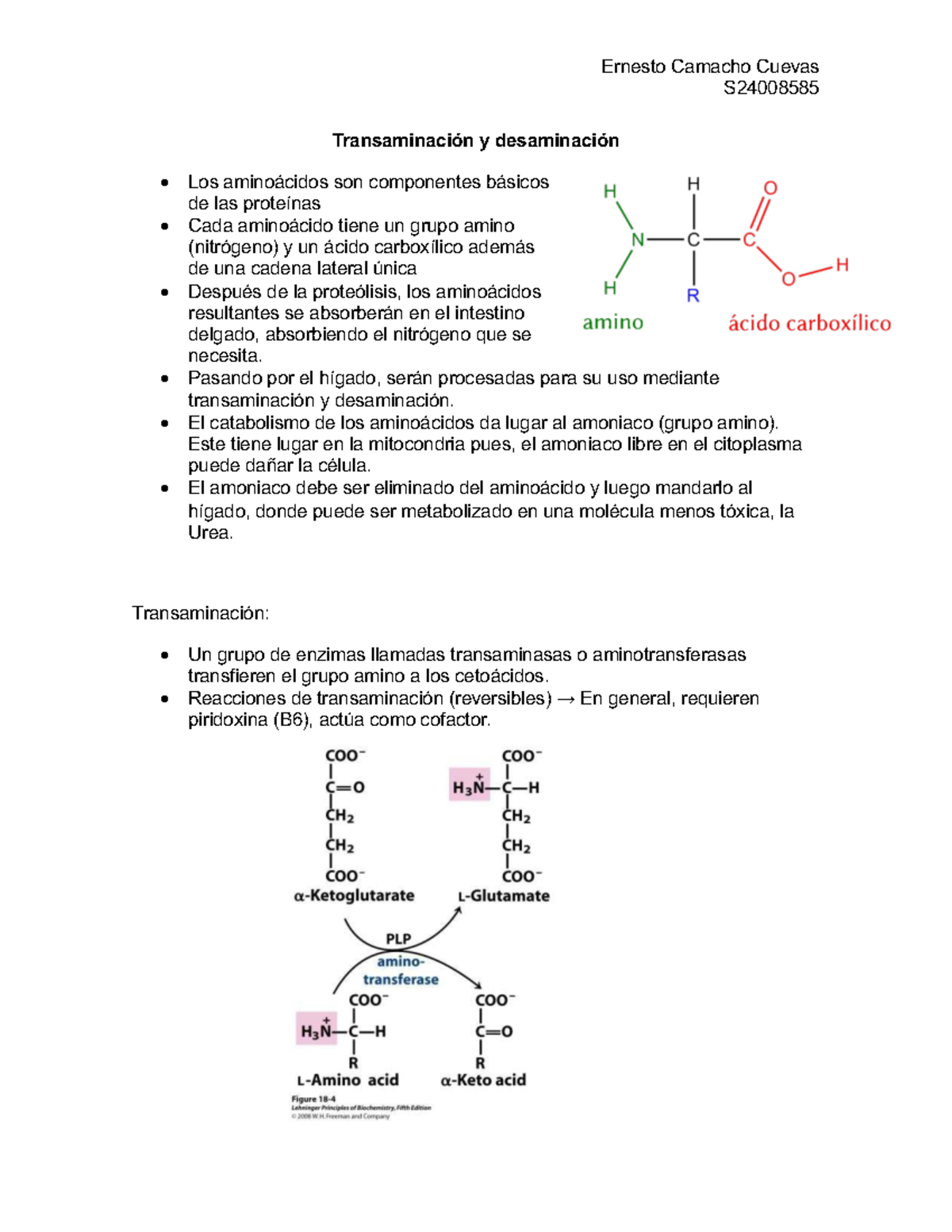 Transaminación y Desaminación: Procesos de Aminoácidos en el ...