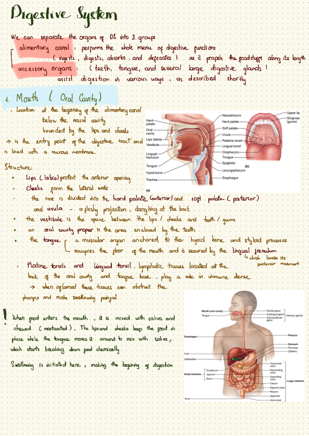 Digestive - Summary Anatomy - Digestive System We can separate the ...