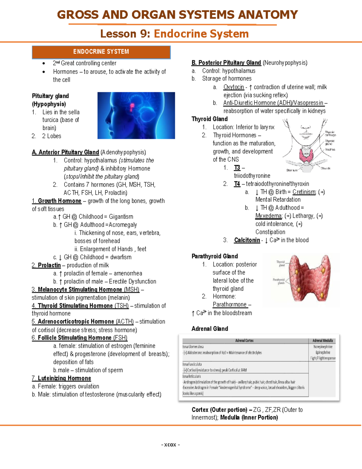 Endocrine System Overview: Lesson 9 in Gross Anatomy - Studocu