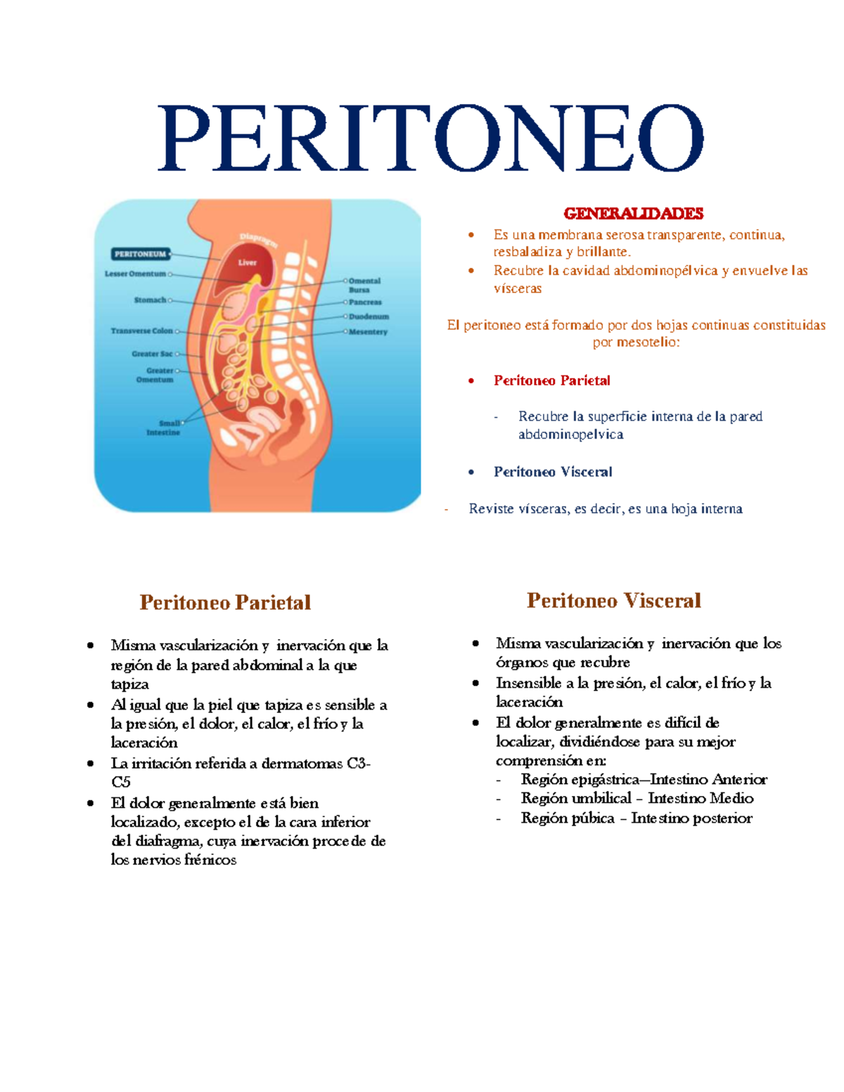 Anatomía del Peritoneo: Generalidades y Estructuras Clave - Studocu