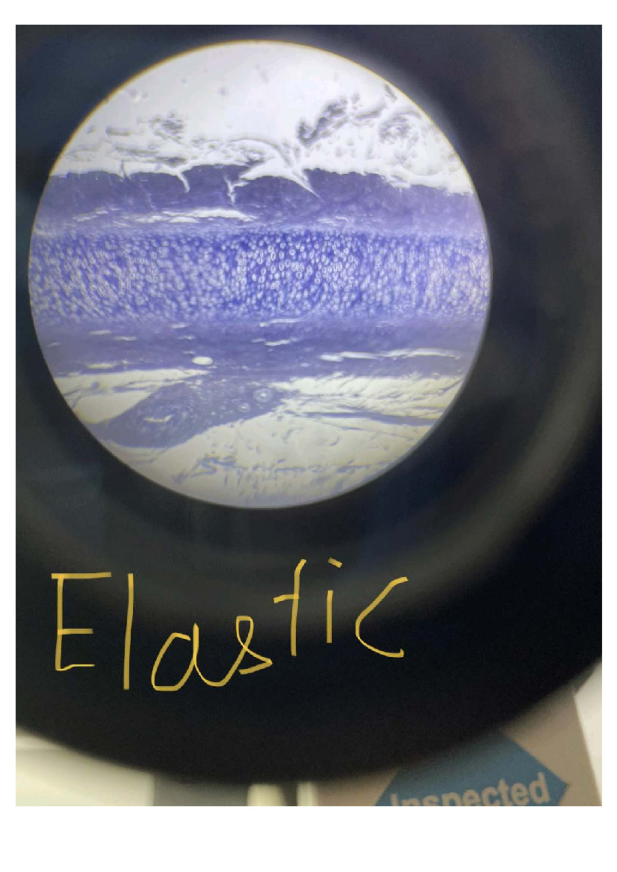 Histology Slides: Hyaline & Spongy Bone Analysis - Studocu