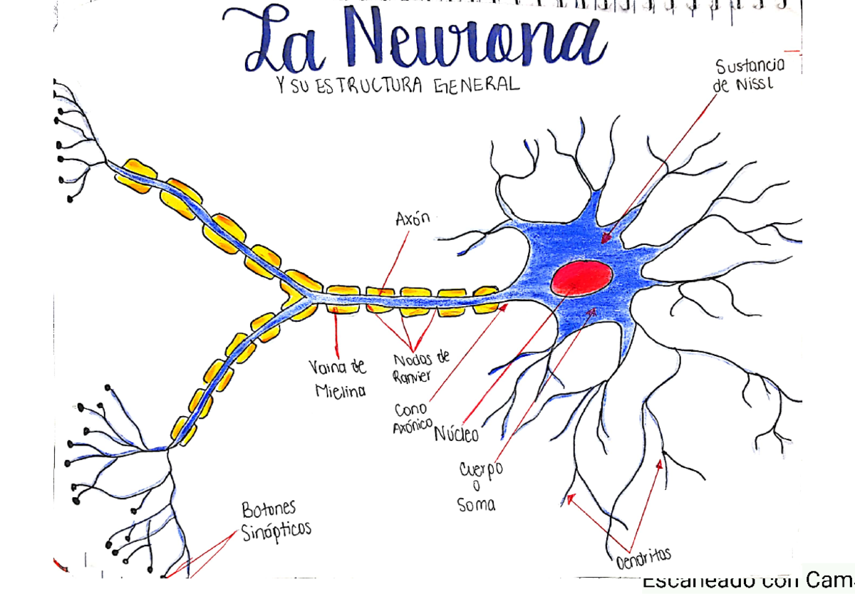 Estructura y Función de la Neurona: Guía Completa - Studocu
