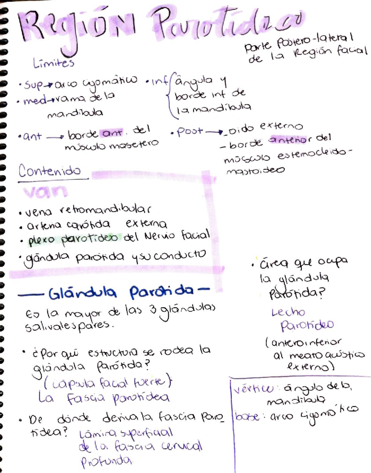 Fosas y Región Parotídea: Anatomía y Funciones (ANAT 101) - Studocu