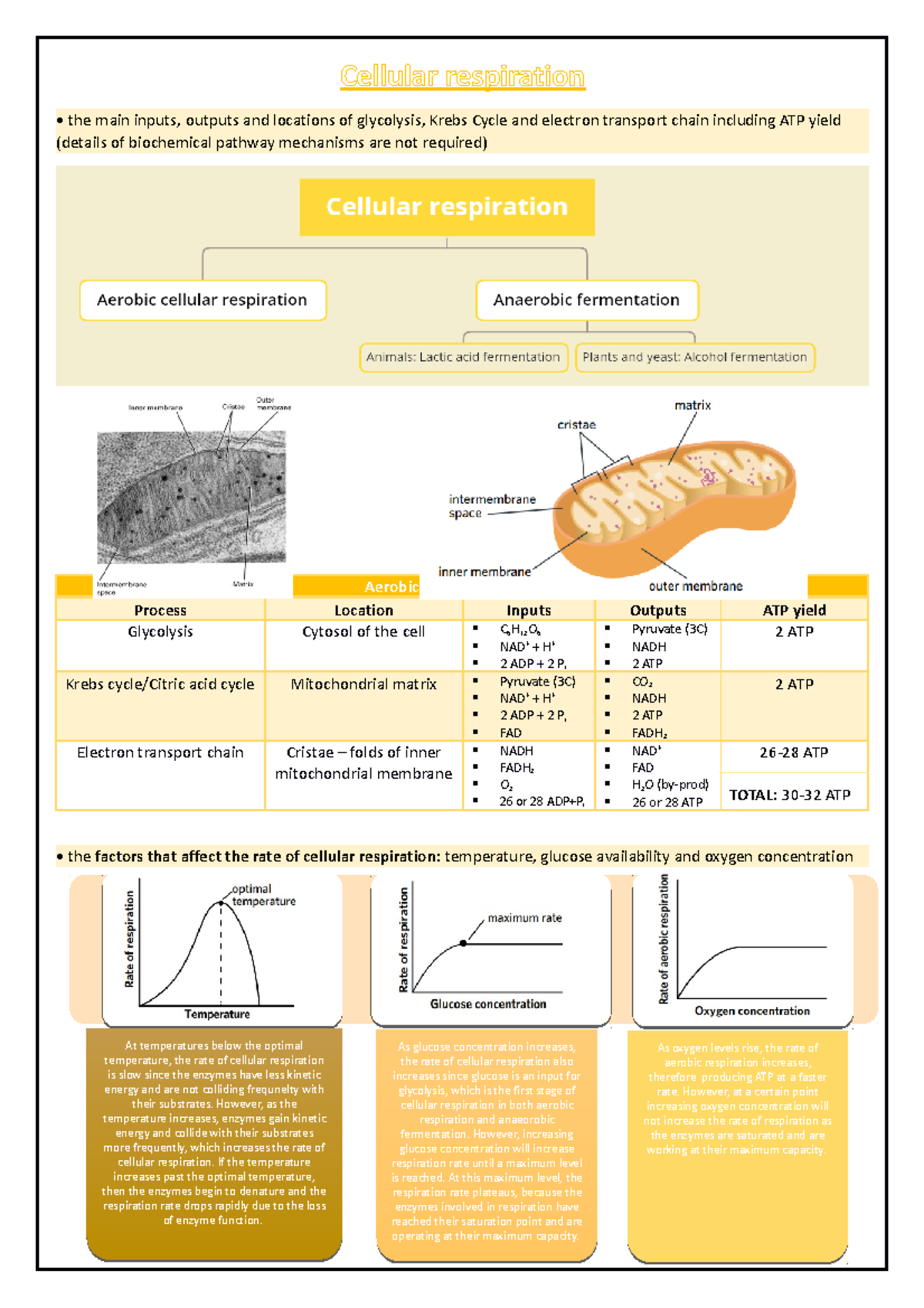 Cellular Respiration Overview: Inputs, Outputs, and Pathways - Studocu
