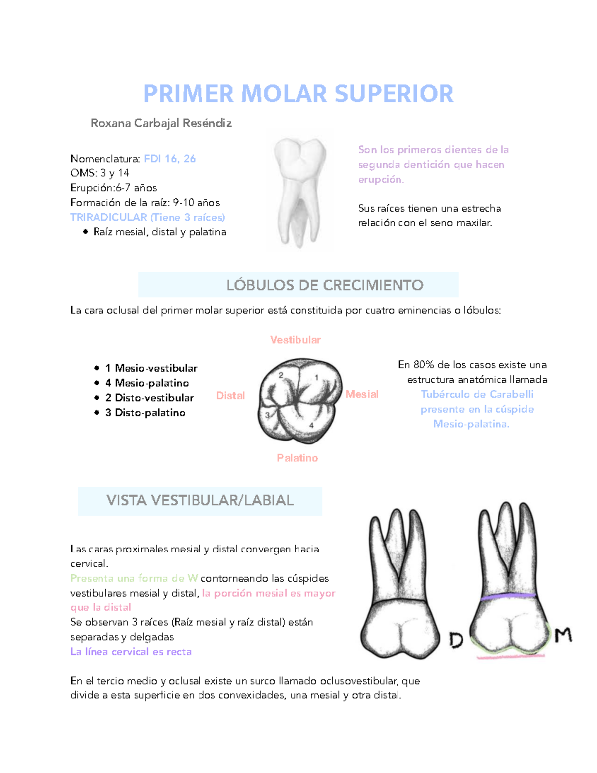 PRIMER MOLAR SUPERIOR: Anatomía y Características Esenciales - Studocu