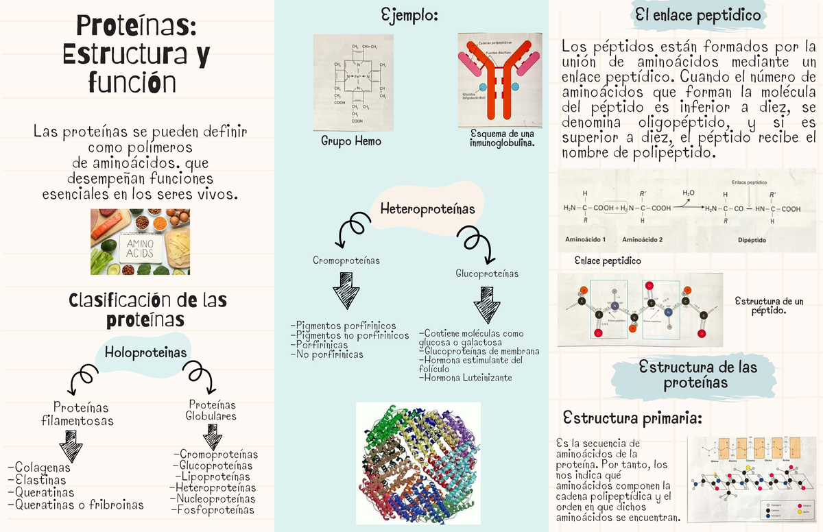 Tríptico de proteínas: Estructura y función de las proteínas - Studocu