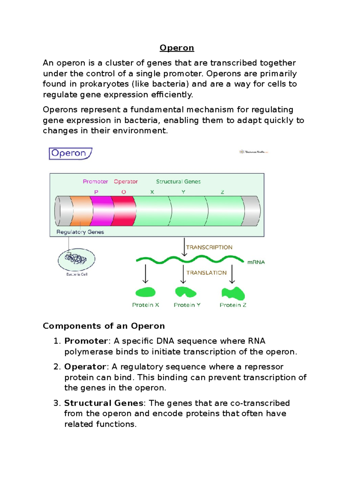 Genetics 101: Understanding Operons and Their Functions - Studocu