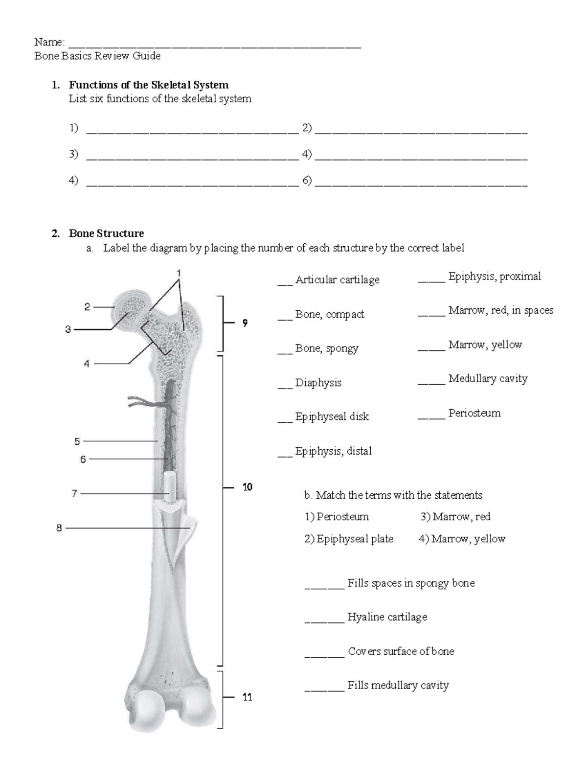 Bone Basics Review Guide: Functions & Structure of the Skeletal System ...