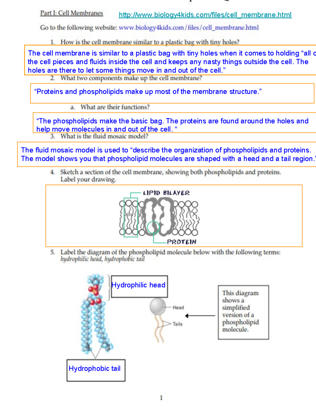 Cell Membrane Webquest Pt. 1 - biology4kids/files/cell_membrane.html ...