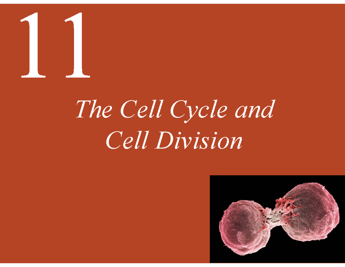 Mitosis and the Eukaryotic Cell Division Cycle (BIO116) Lecture Notes ...