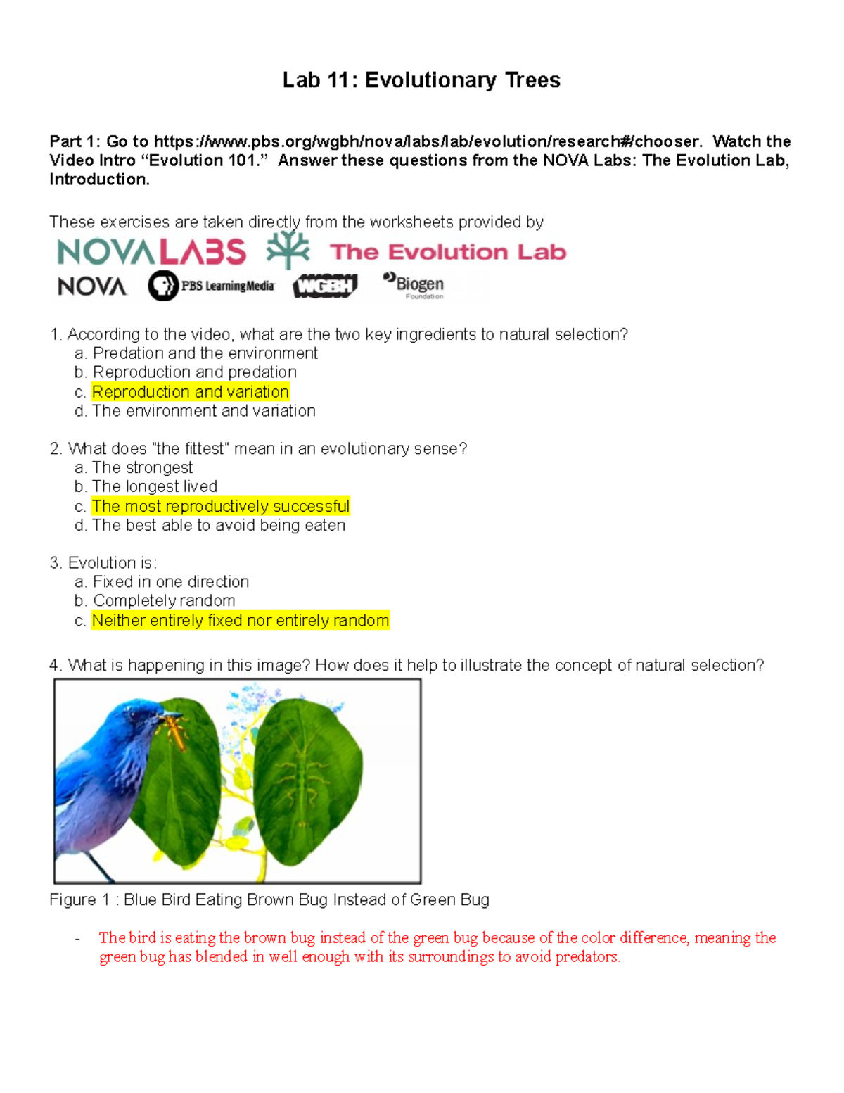 Lab 11: Evolutionary Trees & Phylogenetic Analysis - Studocu