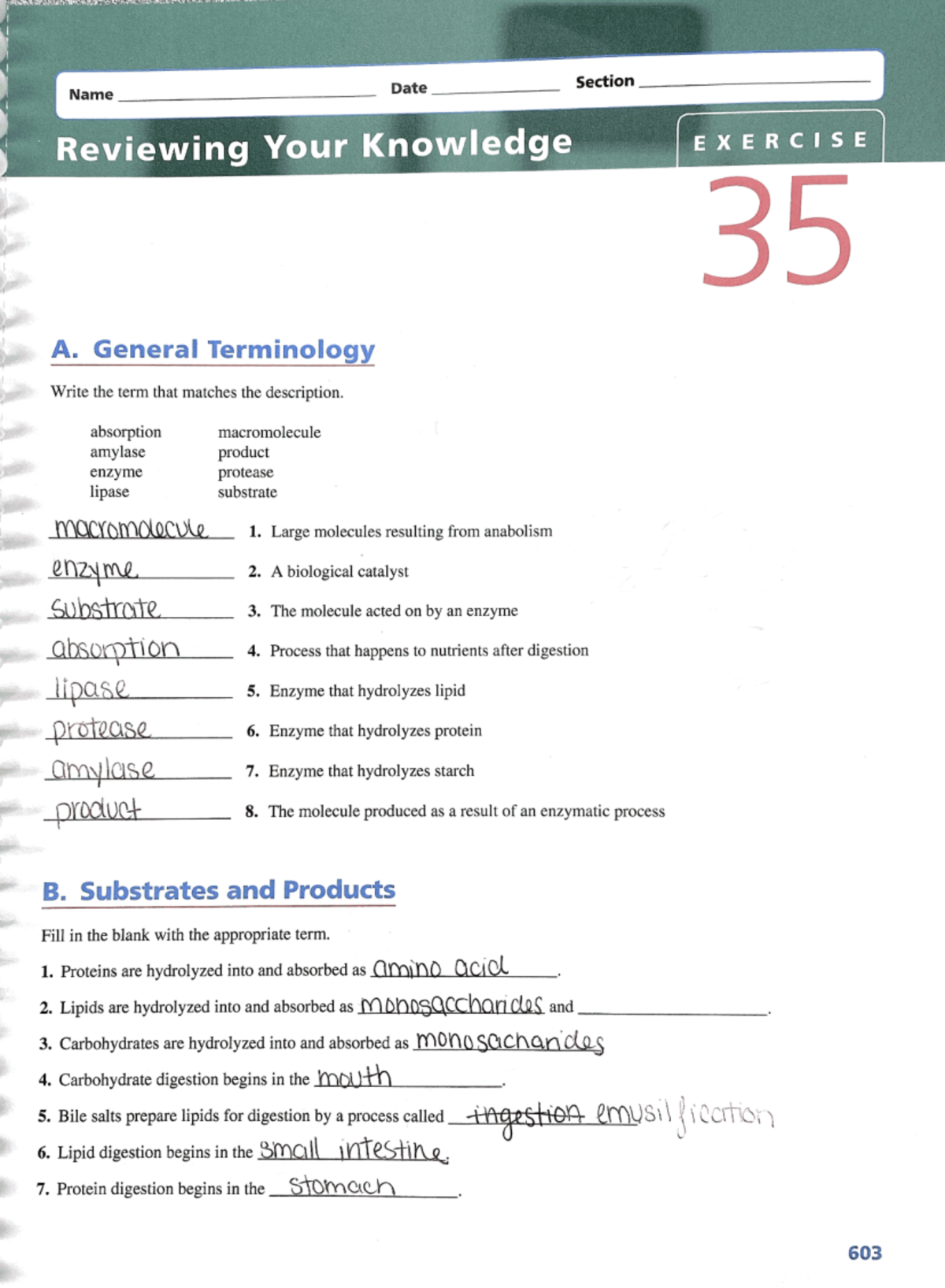 Mechanical and Chemical Digestion Lab CH 35: Knowledge Review Exercise ...