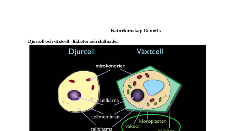 Genetik och Cellbiologi: Djurcell och Växtcell Jämförelse - Studocu