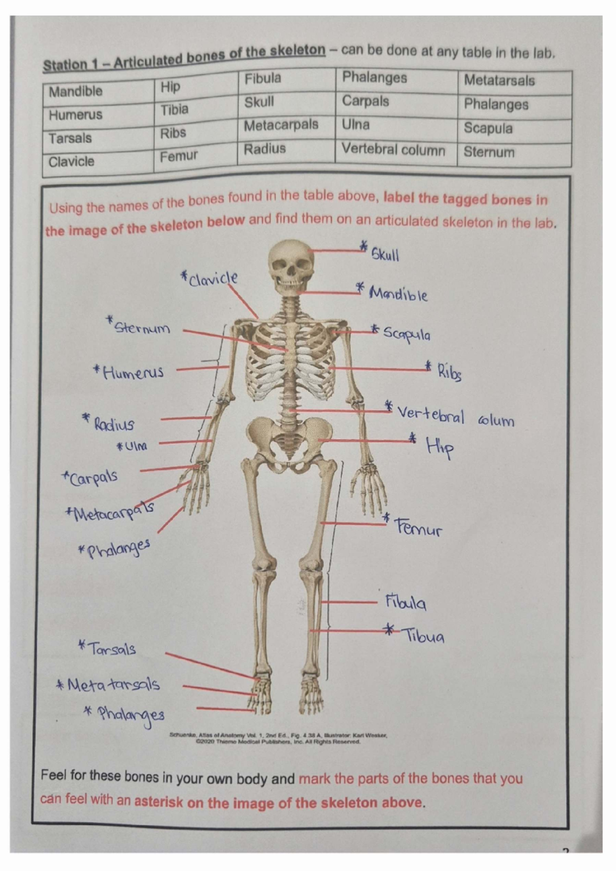 Lab 2: Skeletal System - Articulated & Disarticulated Bones Analysis ...