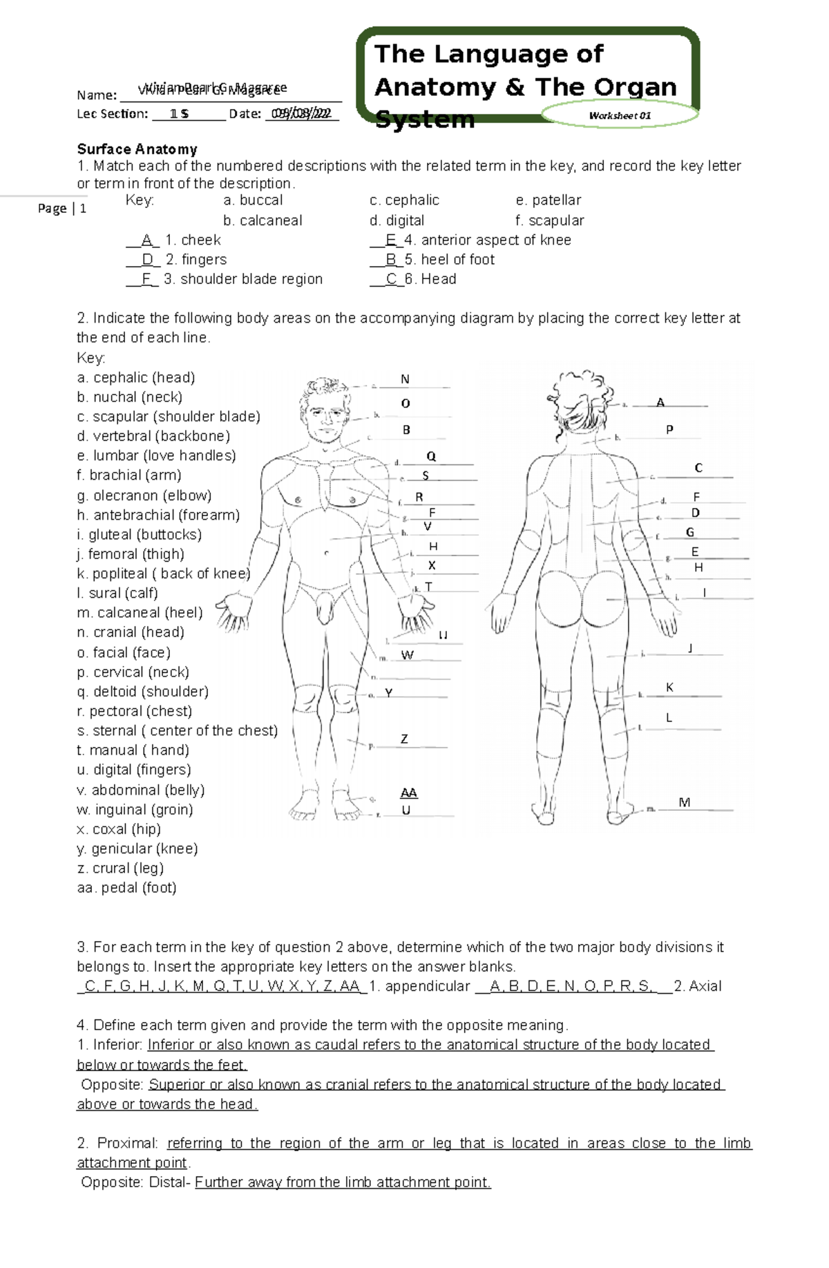 Anatomy BSC 101: Surface Anatomy & Organ System Worksheet 01 - Studocu