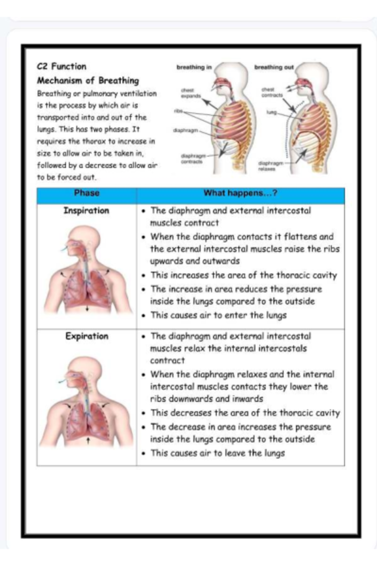 A2 - Mechanism of Breathing: Inspiration and Expiration Explained - Studocu