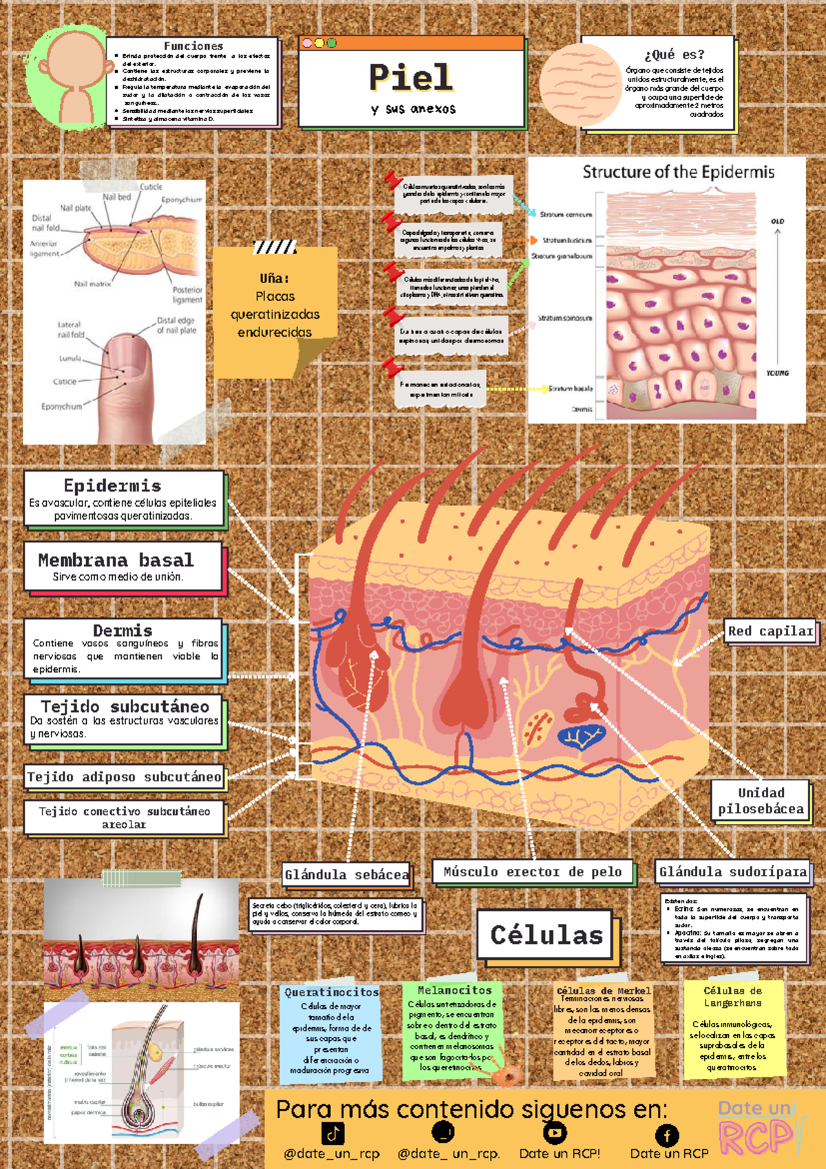 Infografía sobre la Piel: Estructura y Funciones Esenciales - Studocu