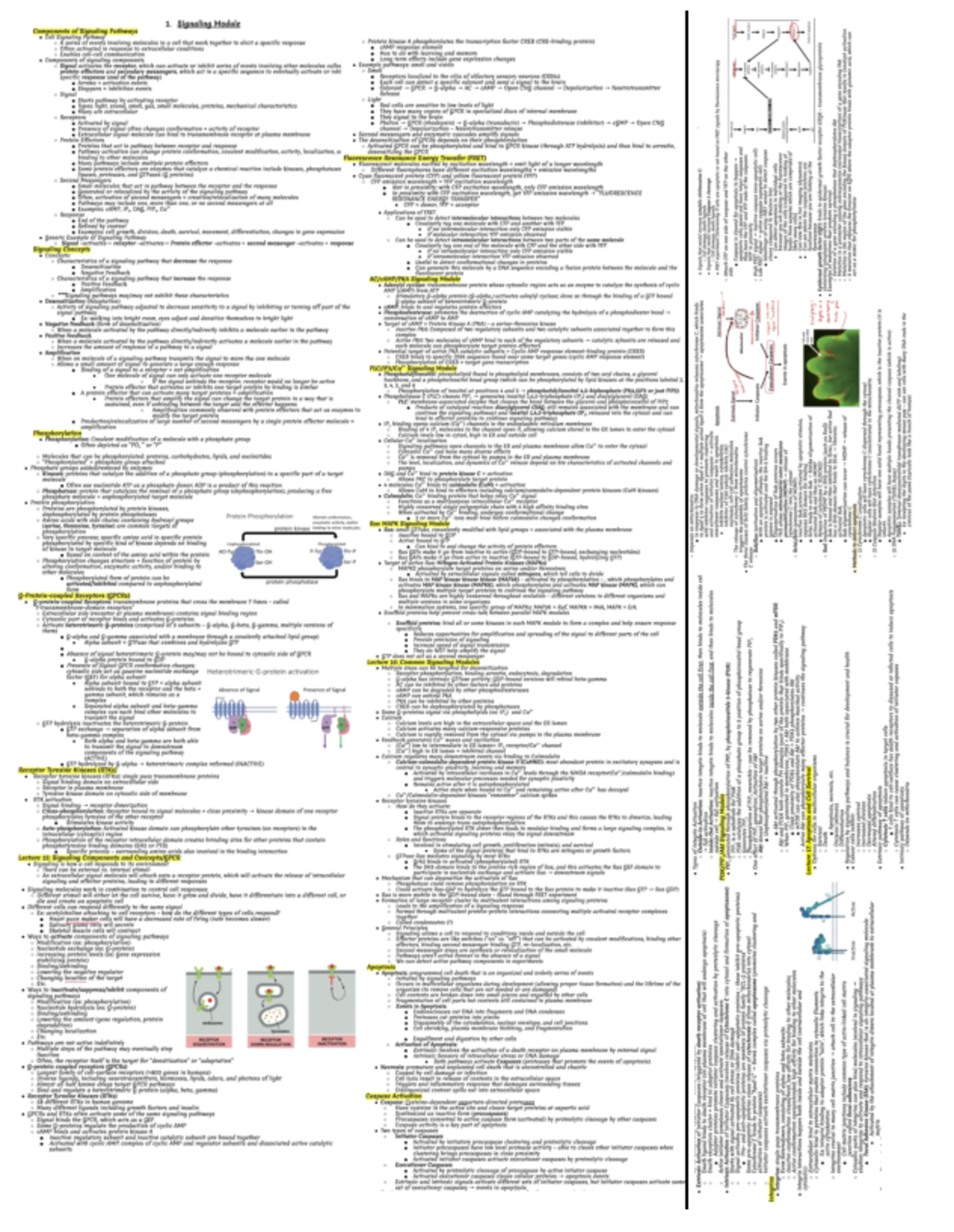 Cell Bio Cheat Sheet 3 - Key Concepts in Cell Biology Overview - Studocu