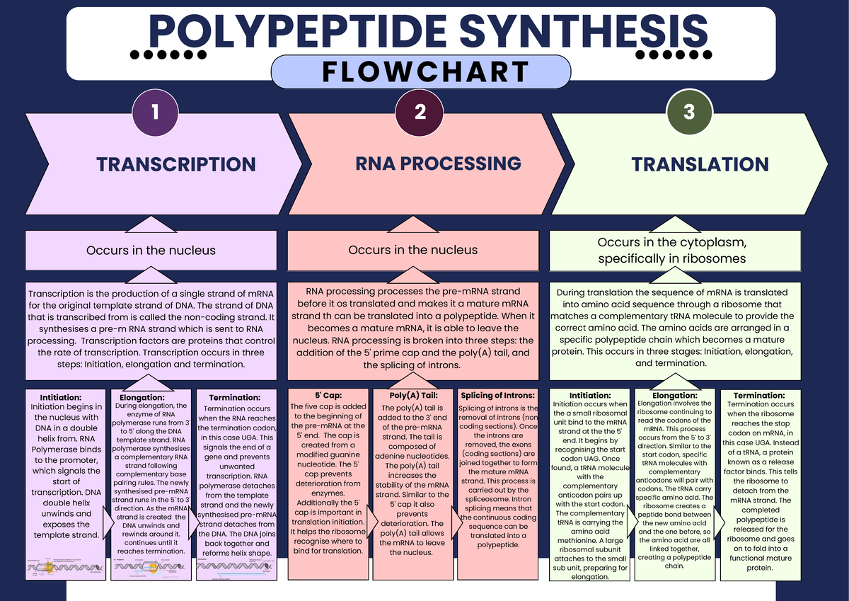 POLYPEPTIDE SYNTHESIS FLOWCHART: RNA PROCESSING & TRANSLATION - Studocu