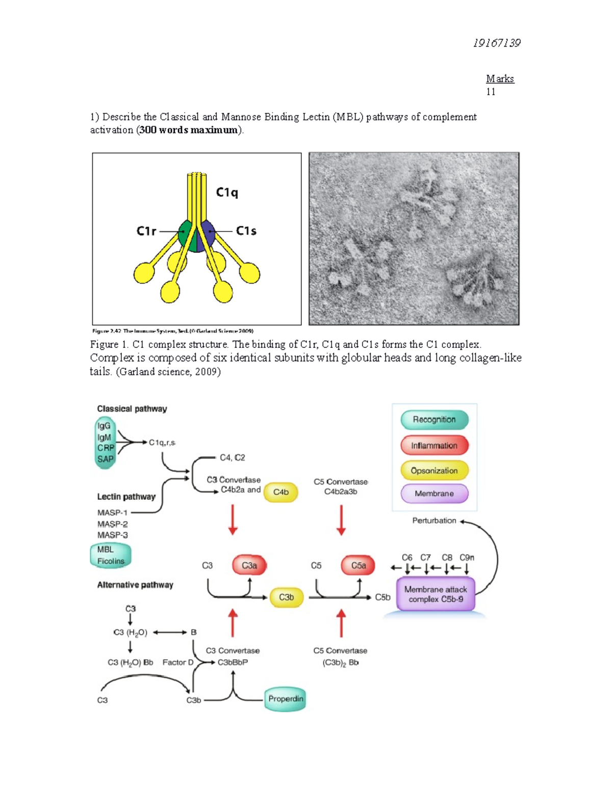 Immunology: Classical & MBL Complement Pathways Overview - Studocu