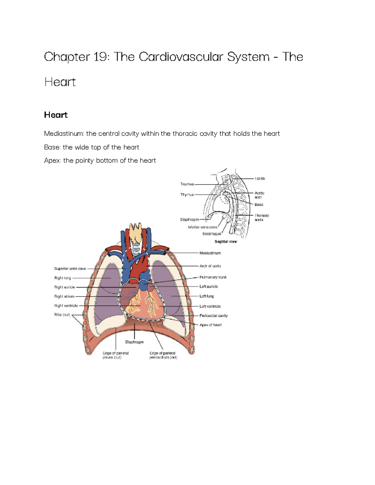 Chapter 19: Cardiovascular System - The Heart Overview and Functions ...