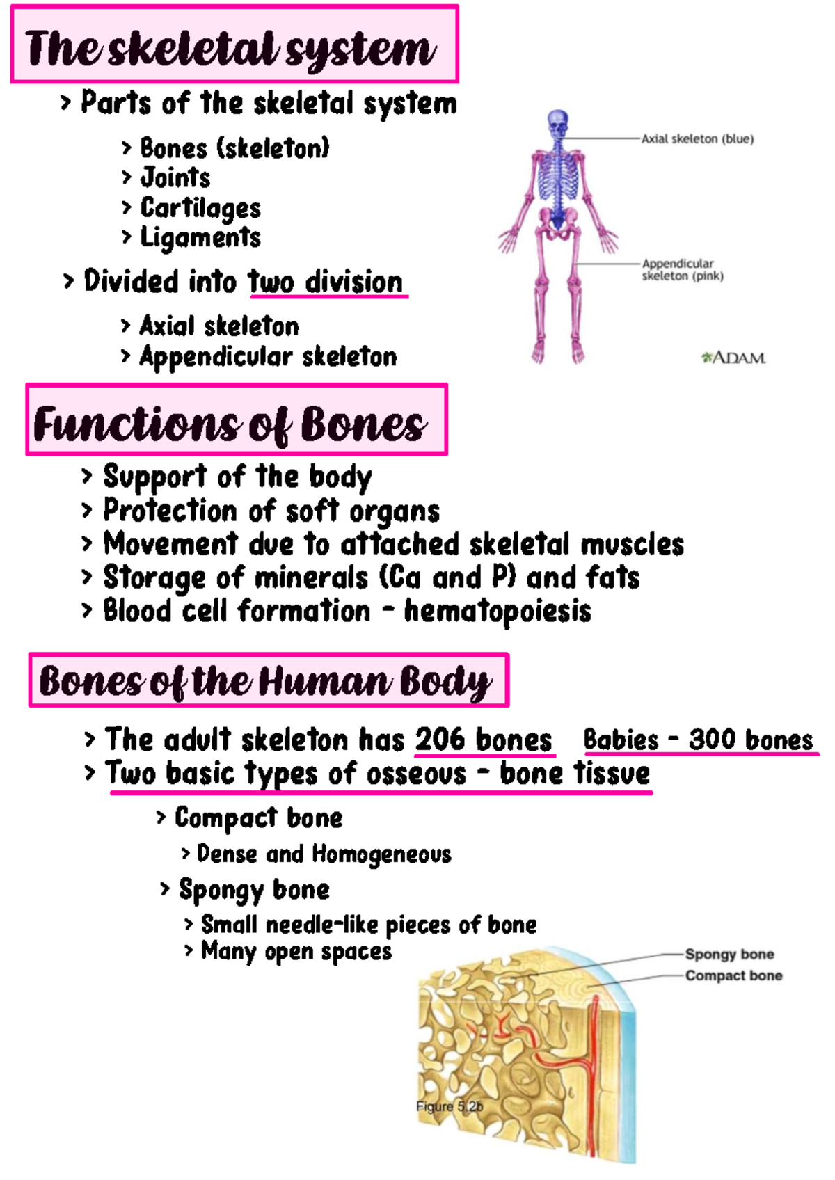 Skeletal System Overview: Structure, Function, and Bone Types - Studocu