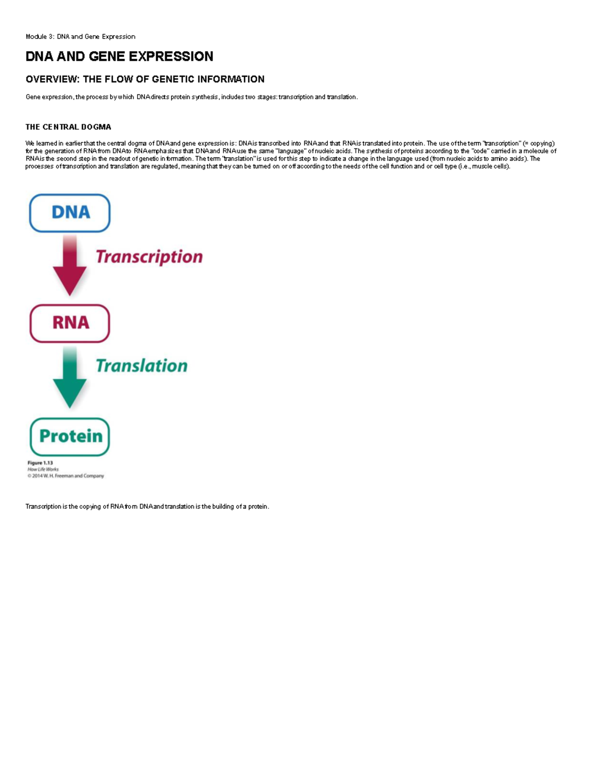 Module 3: DNA & Gene Expression Overview - Final Exam Study Notes - Studocu