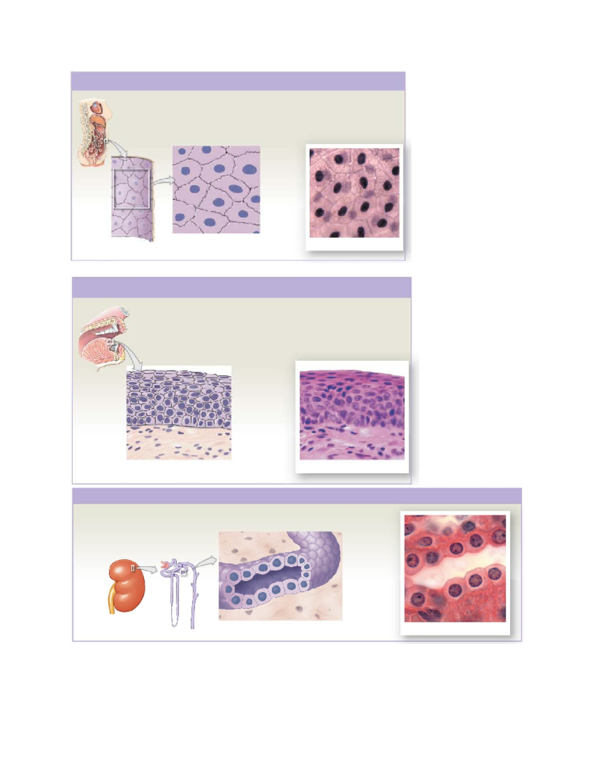 Histology of Connective Tissues: Locations & Functions (BIO 101) - Studocu