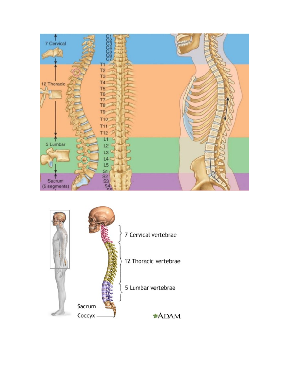 Columna vertebral - C1 7 Cervical T1 T2 T3 12 Thoracic T4 T5 T6 T7 T8 ...