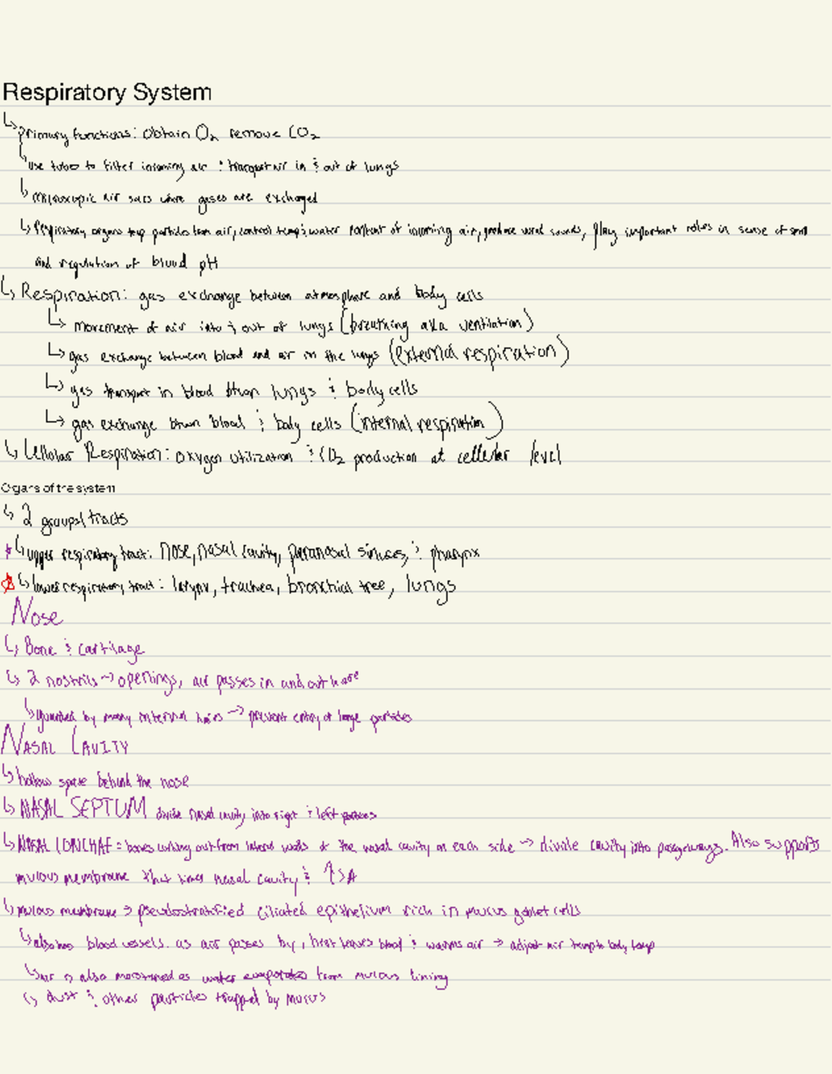 Anatomy - notes for the respiratory system - Respiratory System Organs ...